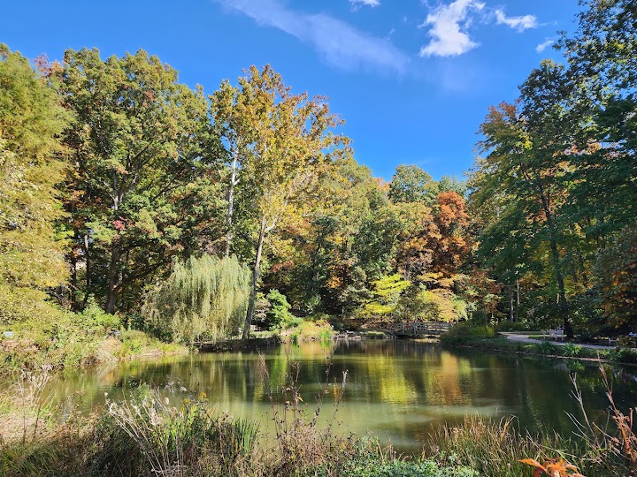 Edith J. Carrier Arboretum and Botanical Gardens at JMU - Blue Maple