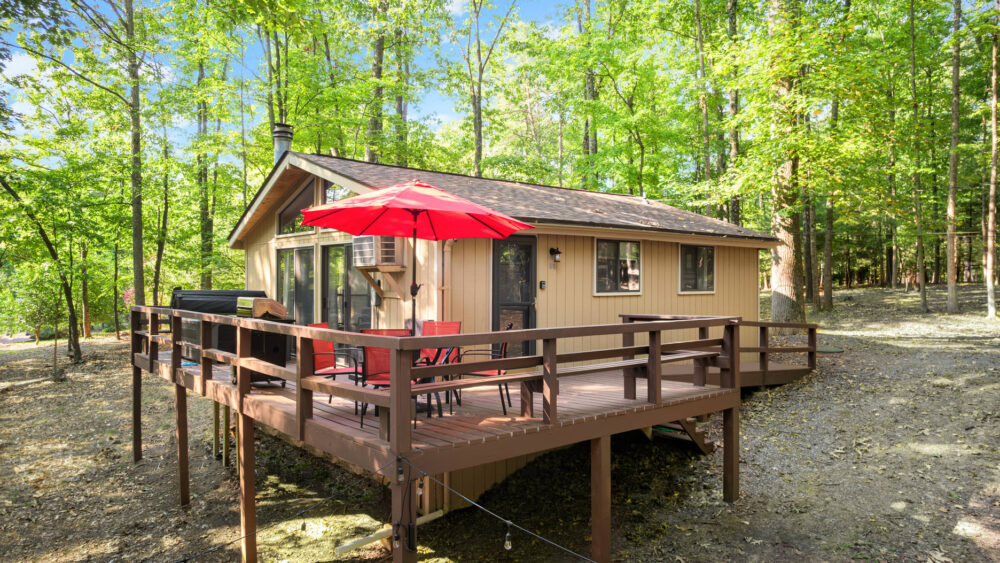 Golden Pines - Blue Maple